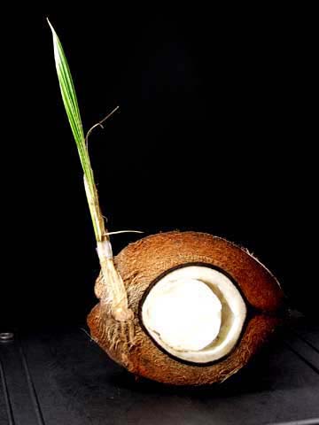 THE PLANT SYSTEMATICS LAB